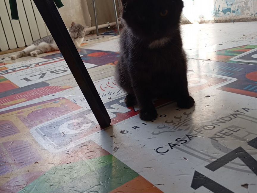Кошка