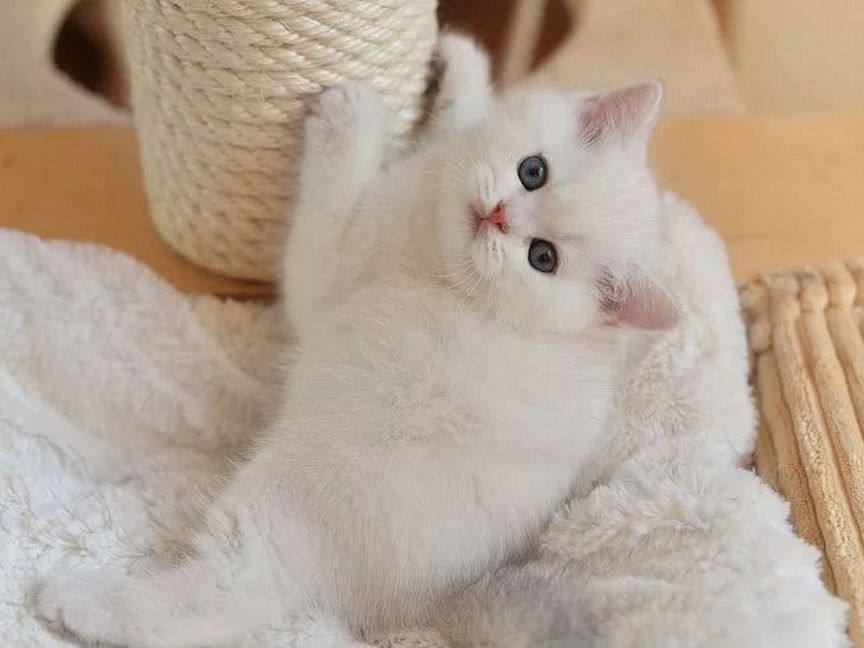 Британцы в редких окрасах