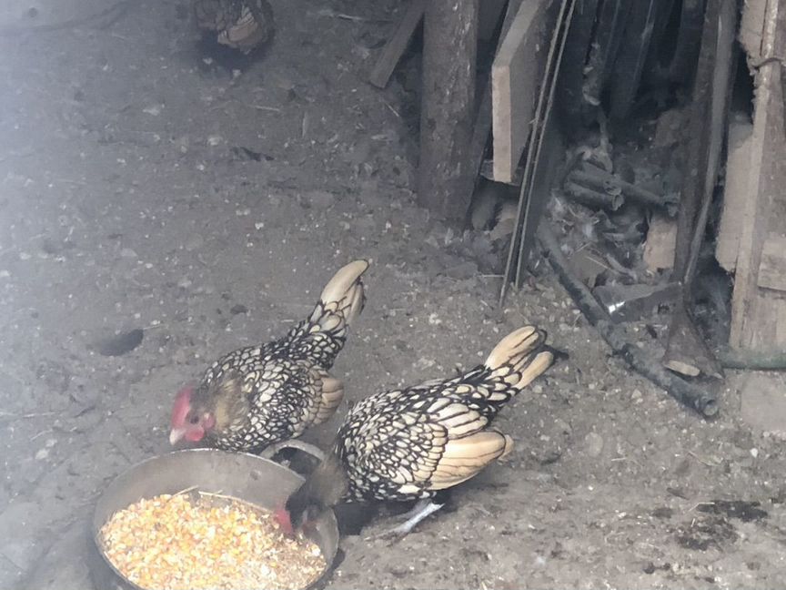 Продам петушка сибрайта