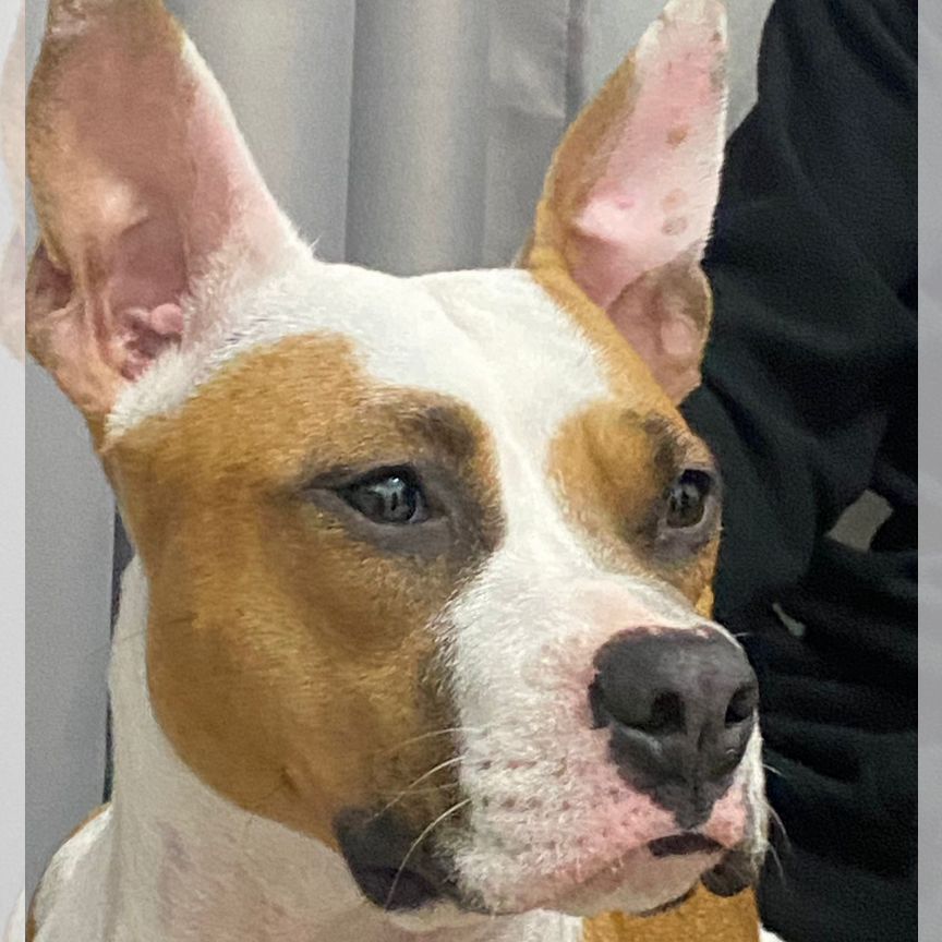 Американский стаффордширский терьер, щенок