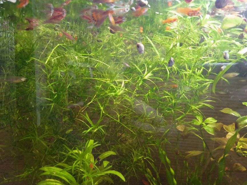 Аквариумные рыбки