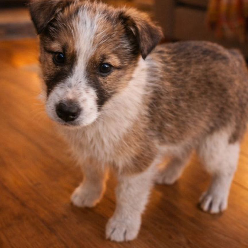 Щенок в добрые руки