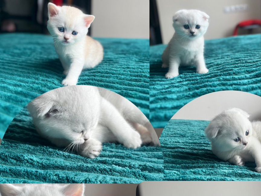 Шотландские котята