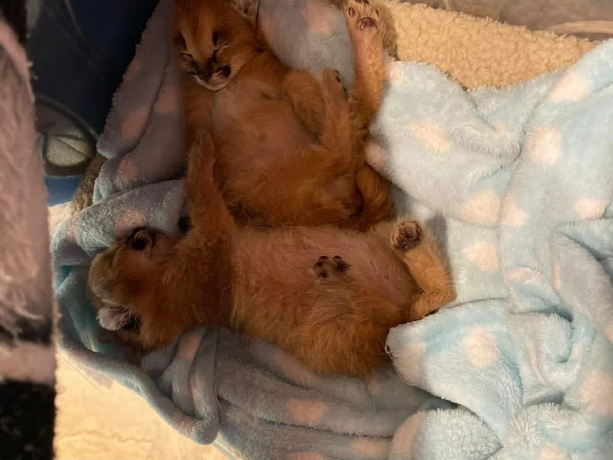 Каракет малыши