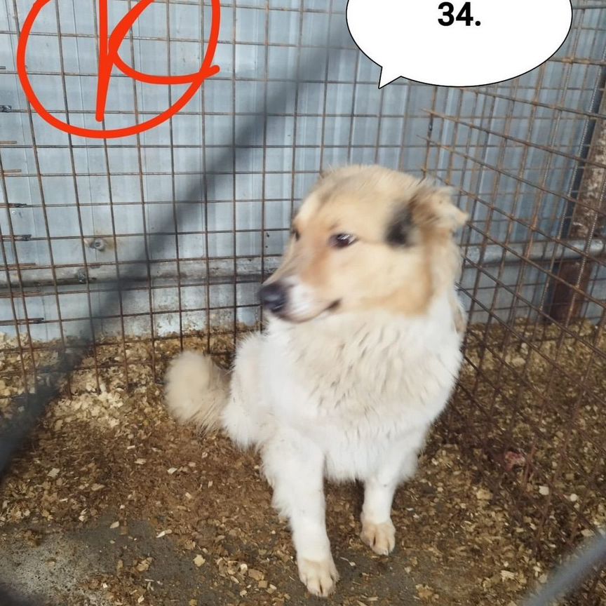 Собака