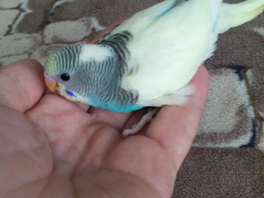 Птенец