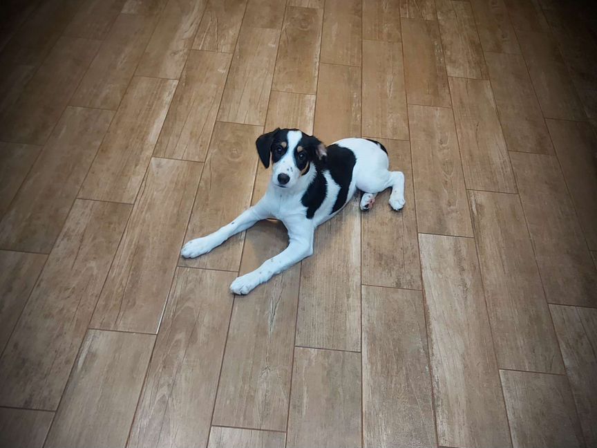 Русский спаниель помесь