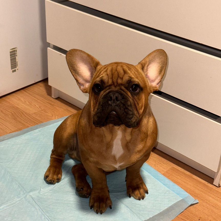 Французский бульдог мальчик шесть месяцев