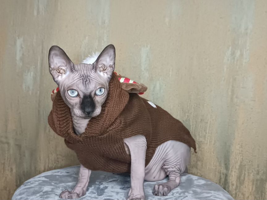 Котенок мальчик Канадский сфинкс