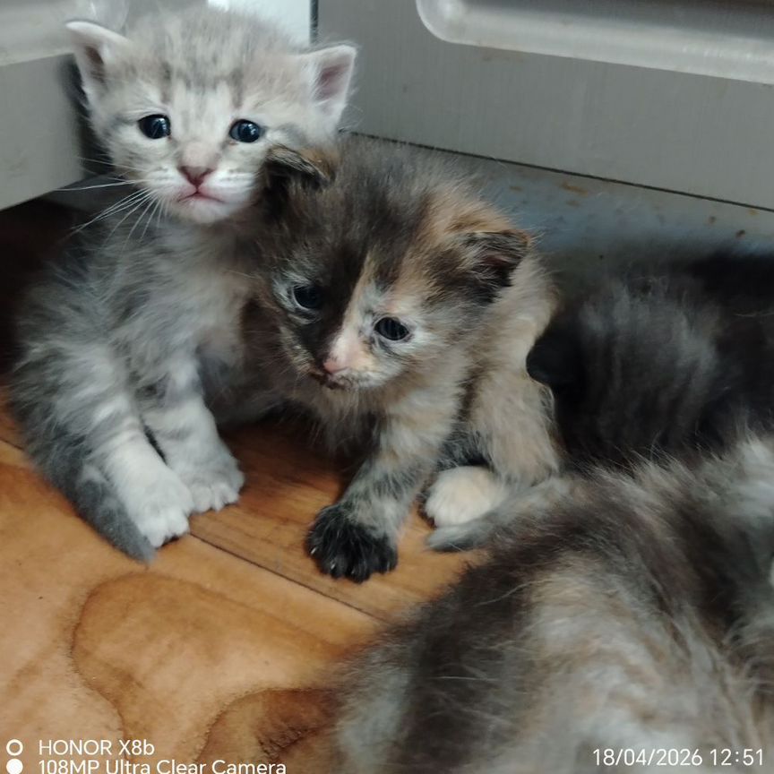 Котёнок в добрые руки