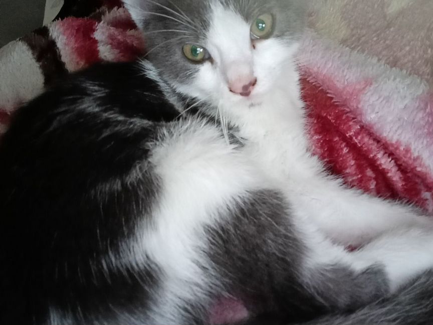 Котëнок в дар