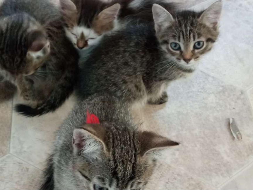 Кошка