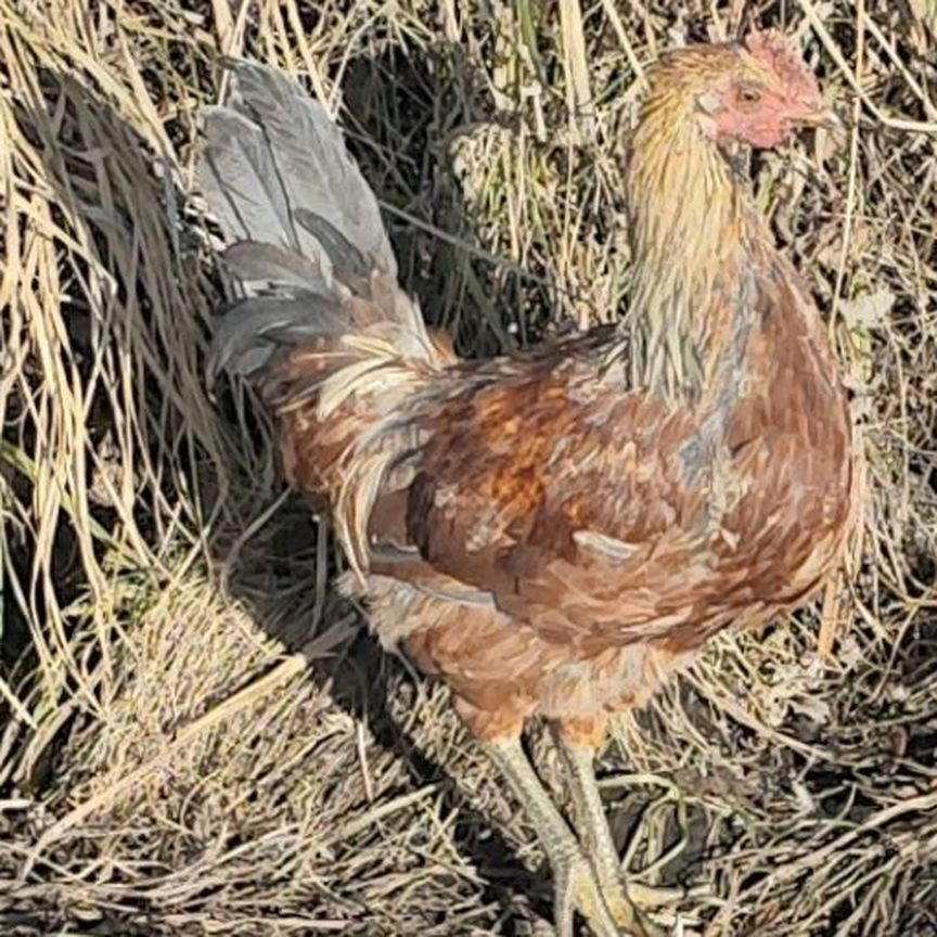 Молодые петухи