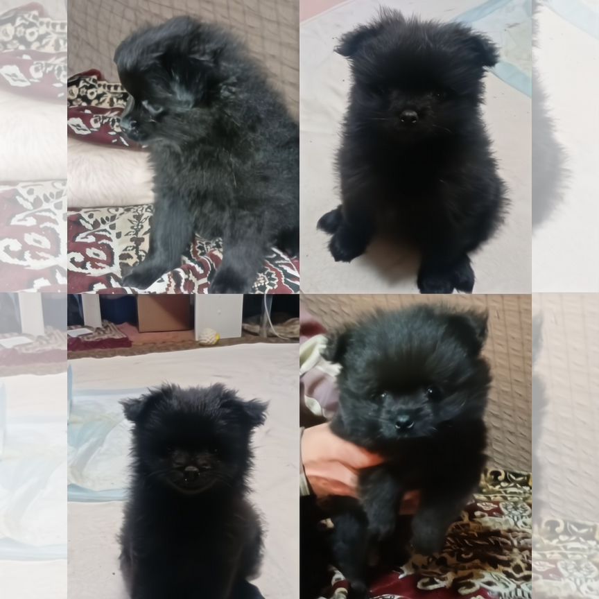 Померанский шпиц, щенок