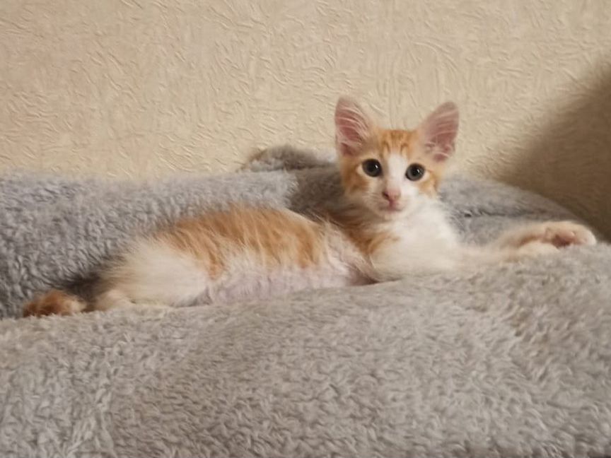 Котёныш-смышлёныш по имени Барон