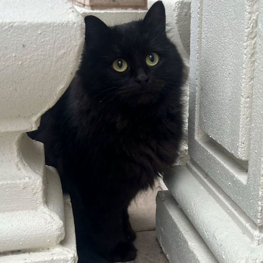 Котёнок бесплатно