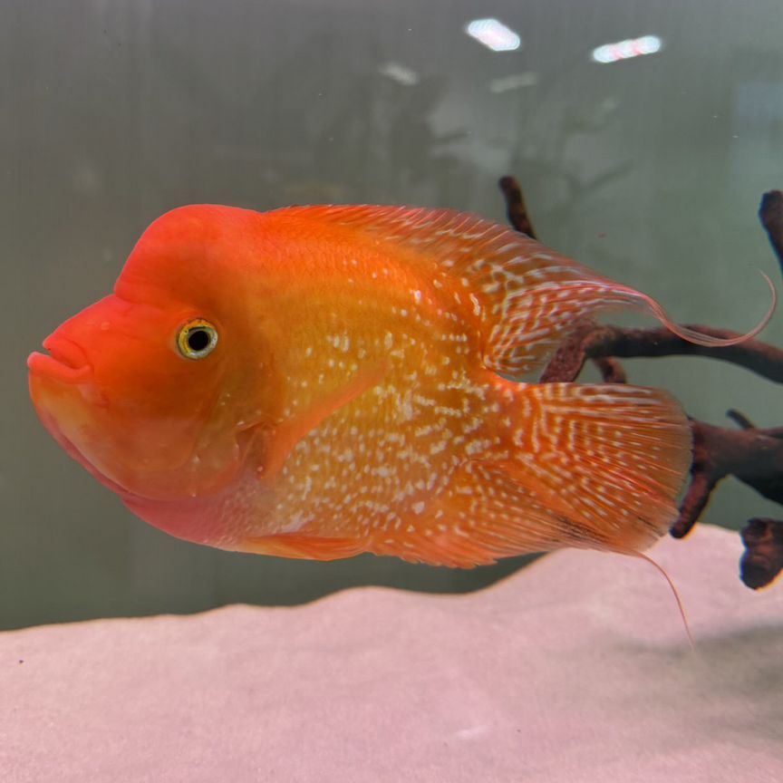 Цихлида гибрид Ред Техас