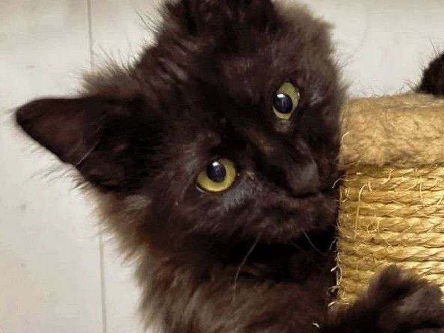 Пушистый малыш, мальчик, 3,5 месяцев, ищет семью