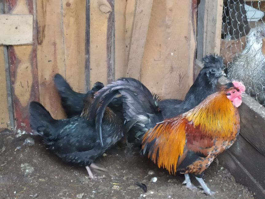 Карликовые куры и мускусные утки