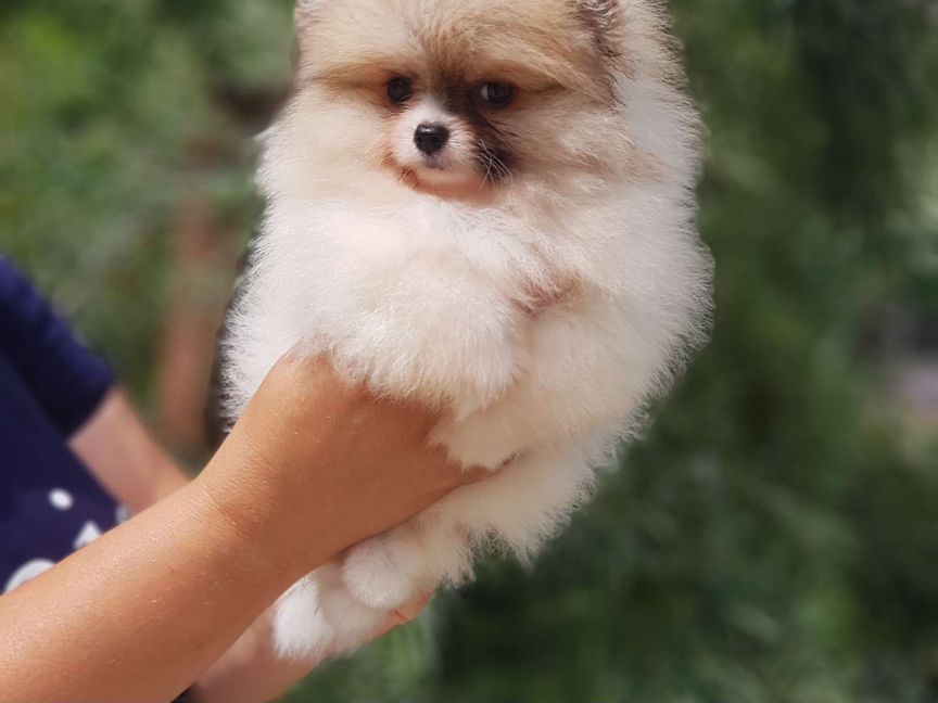Померанский шпиц, девочка