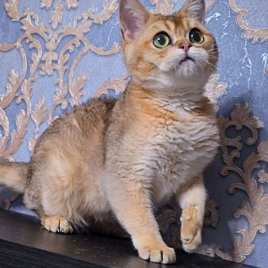 Манчкин котёнок