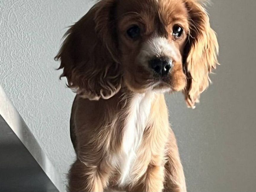 В добрые руки