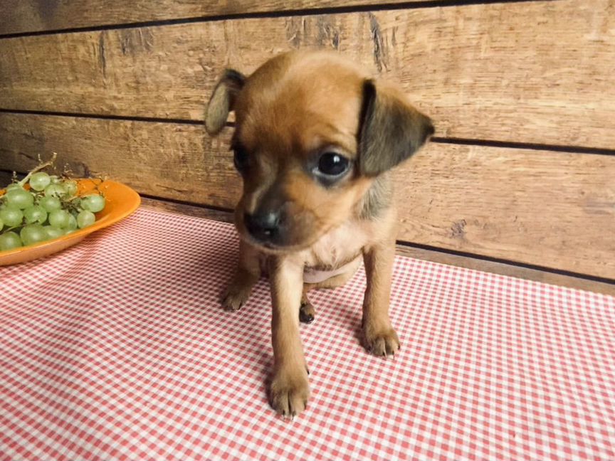 Той-терьер щенок девочка