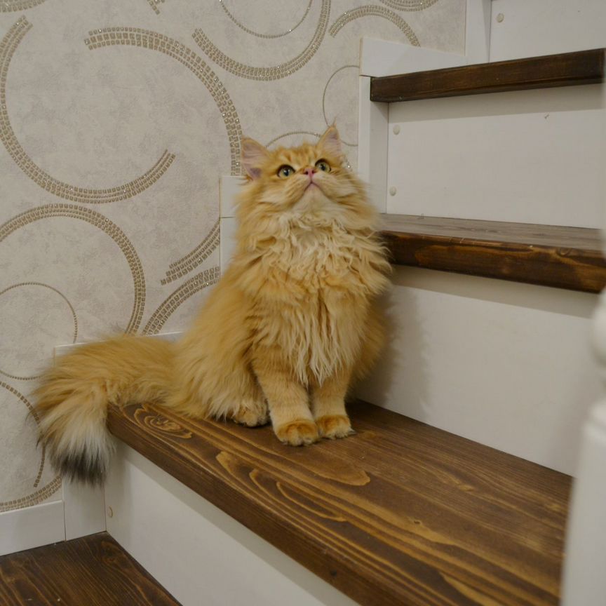 Котик длинношерстный