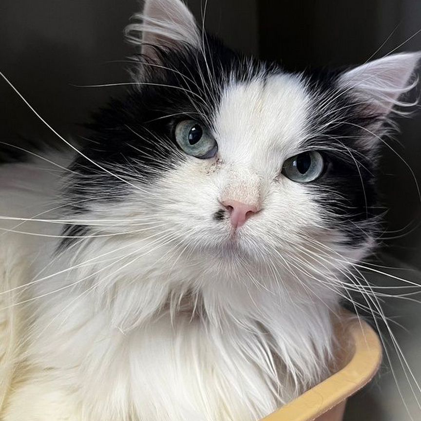 Кошка в добрые руки