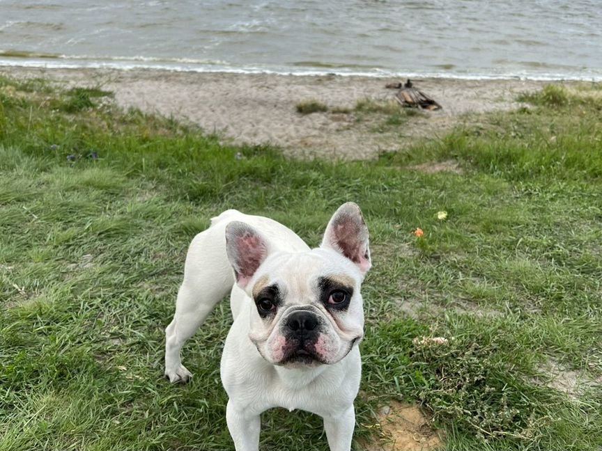 Вязка. Французуий бульдог