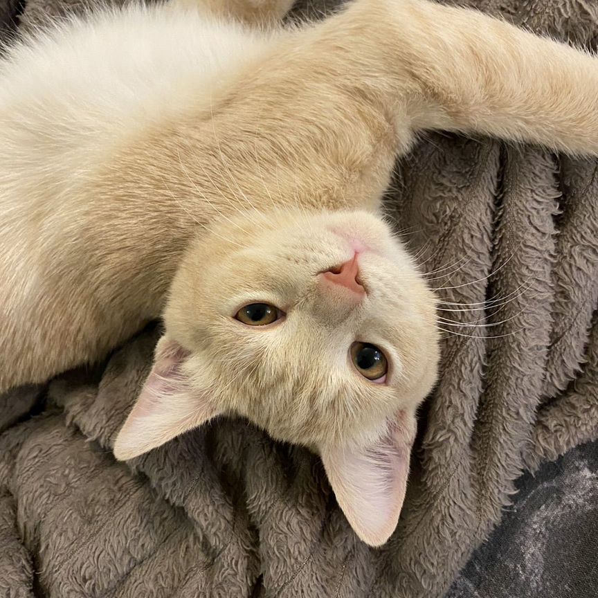 Котенко мальчик