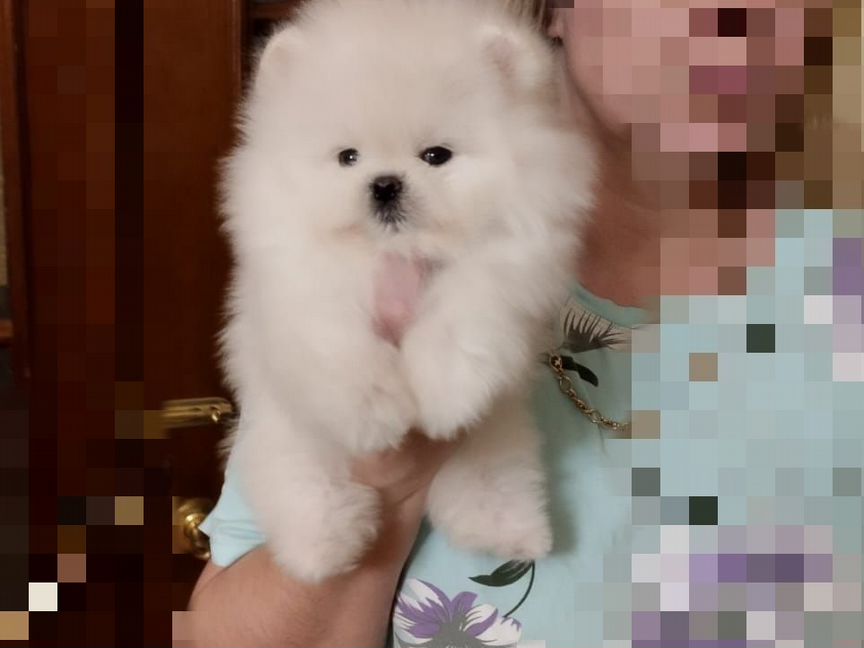 Шпиц (кремовый мальчик)