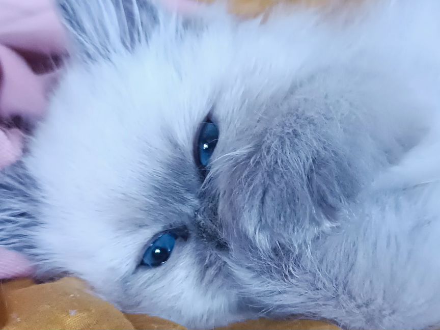 Невские маскарадные котята