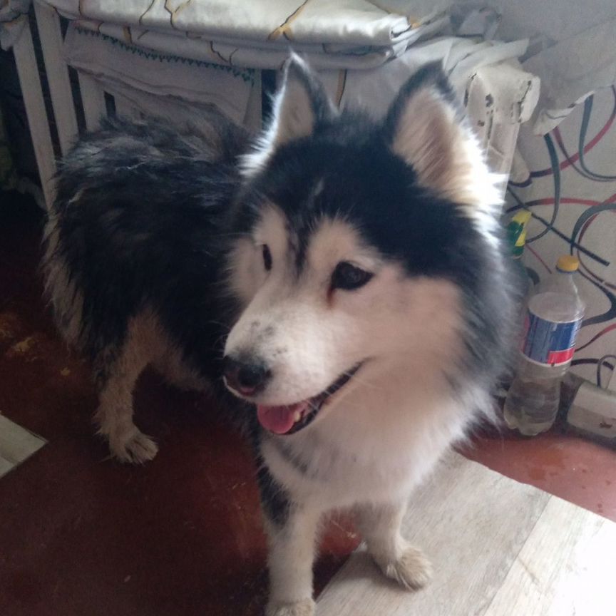 Аляскинский маламут, щенок