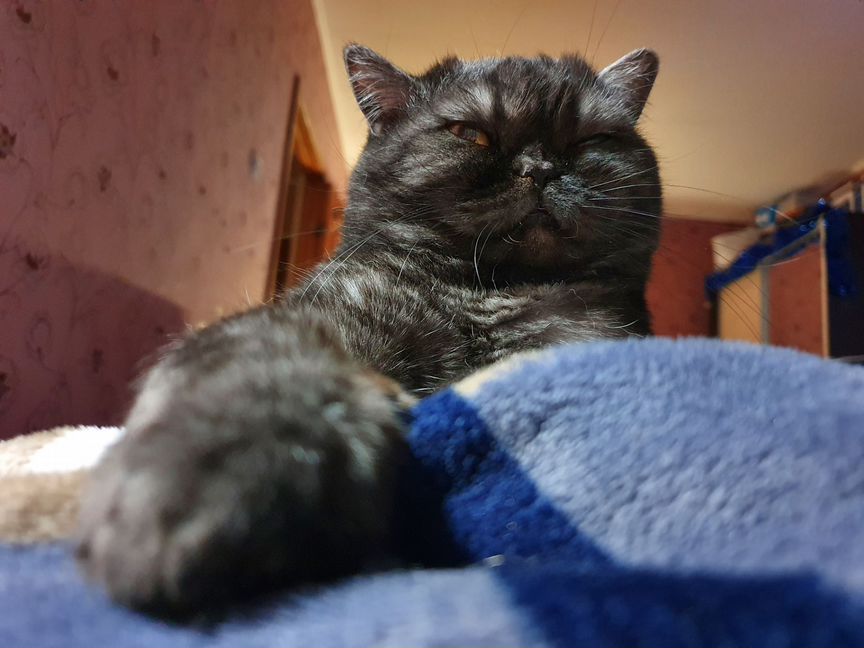 Шотландская прямоухая кошка