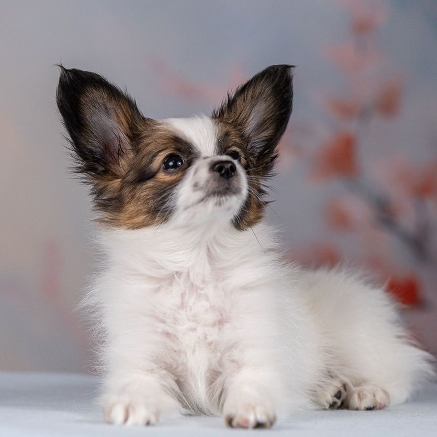 Щенок мальчик папийон