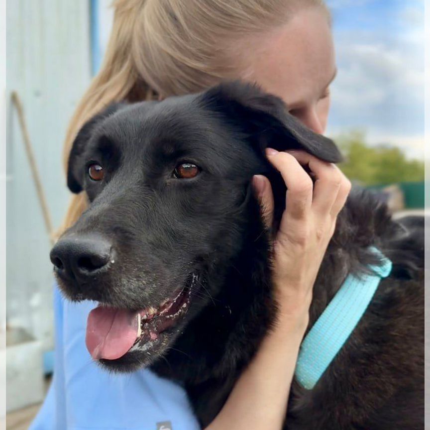 Взрослая собака в добрые руки