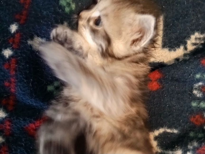 Котата