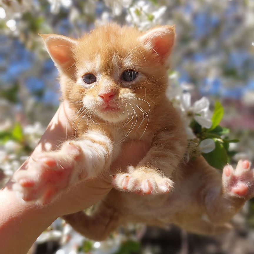 Солнечная кошечка