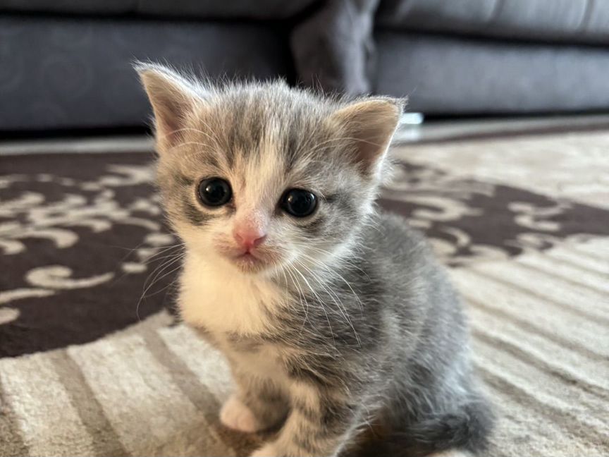 Шотландский котенок