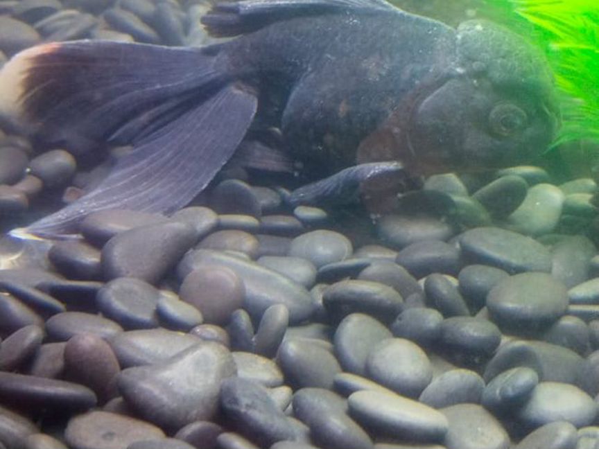 Оранда черная (золотая рыбка) бесплатно