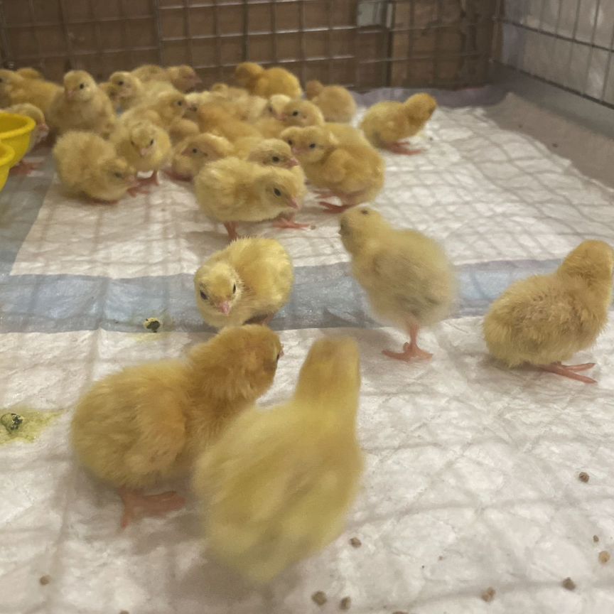 Перепела Дмитриевские