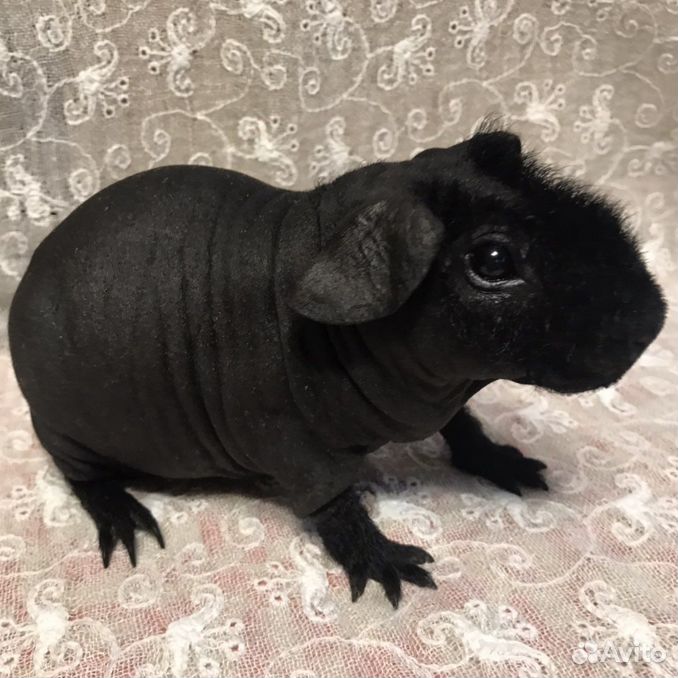 Морская свинка скинни чёрный мальчик