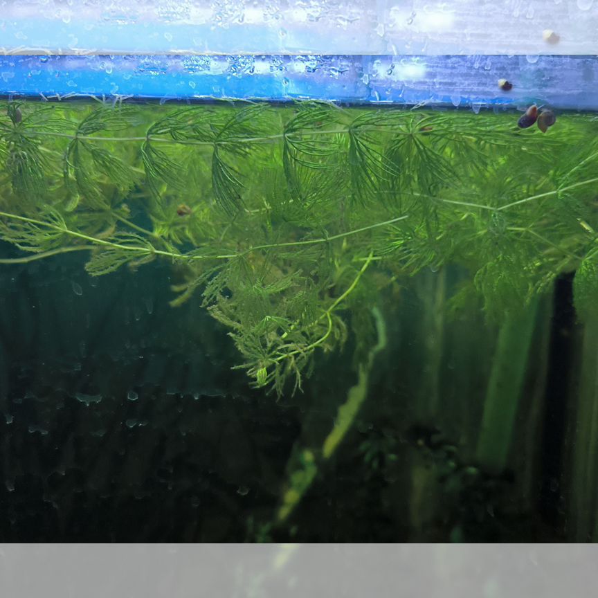 Водоросли для аквариума