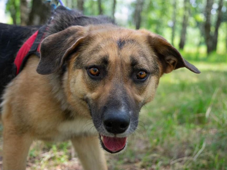 Собака в добрые руки