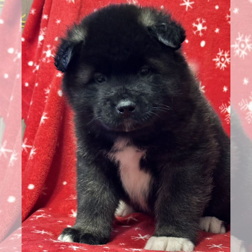 Американская акита, щенок