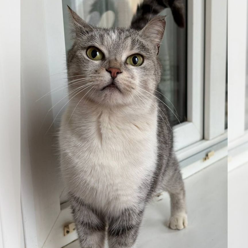 Взрослая, кошка в добрые руки