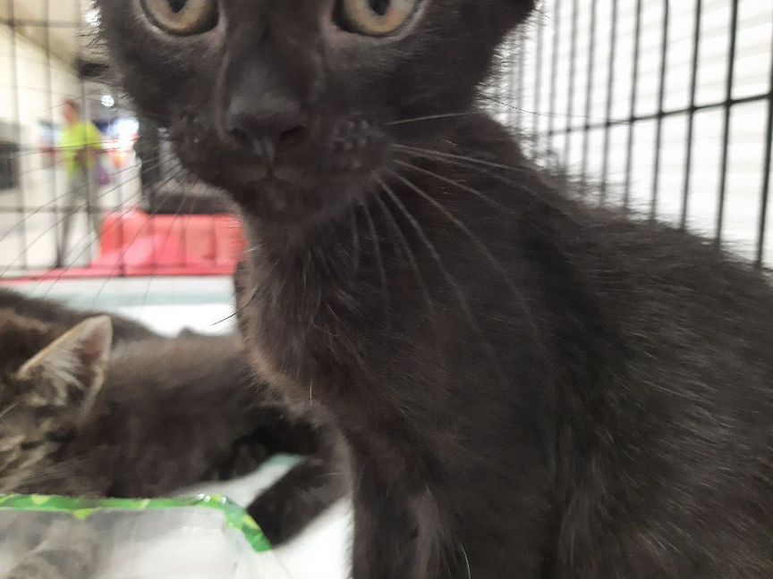 Отдам котенка в заботливые руки