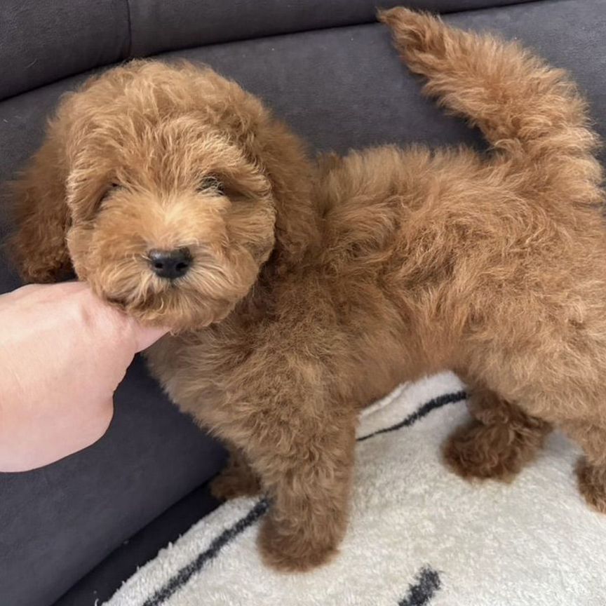 Мальтипу, щенок