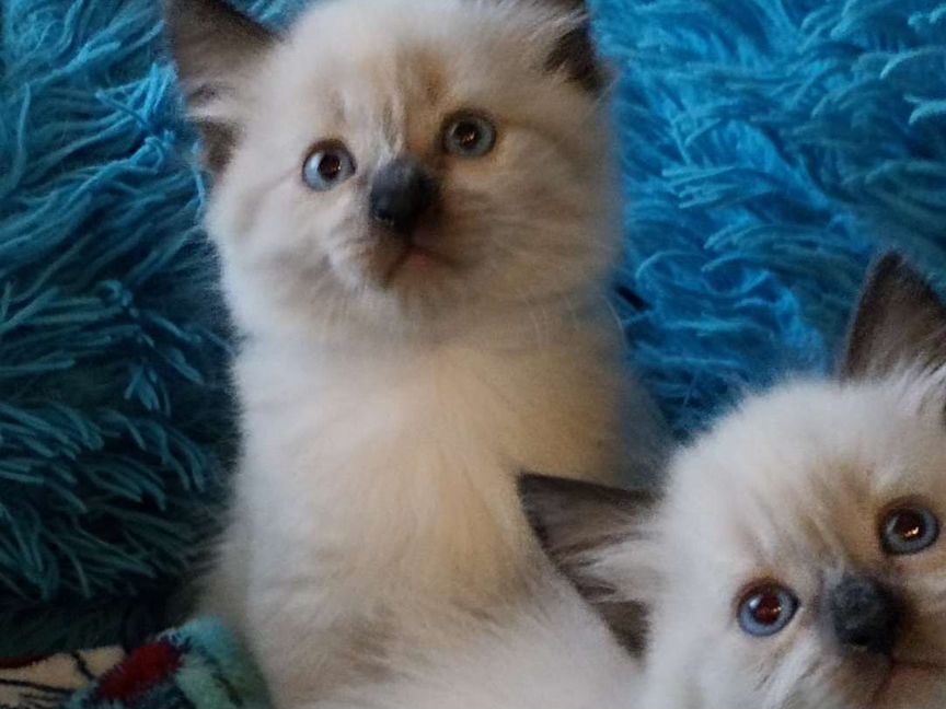 Баленезийские котята